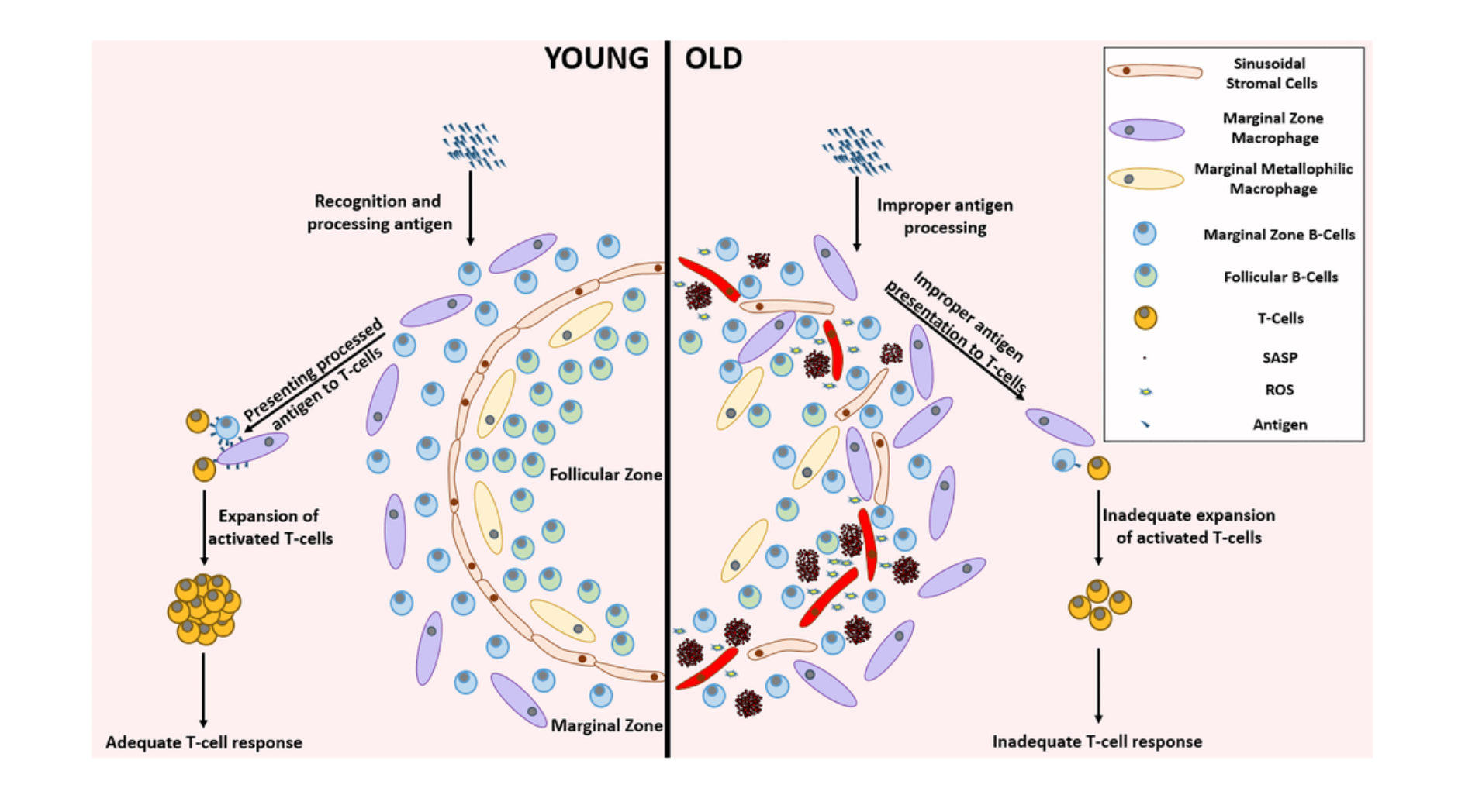 Immunosenescence and the Aging Immune System - Aging (Aging-US) Research