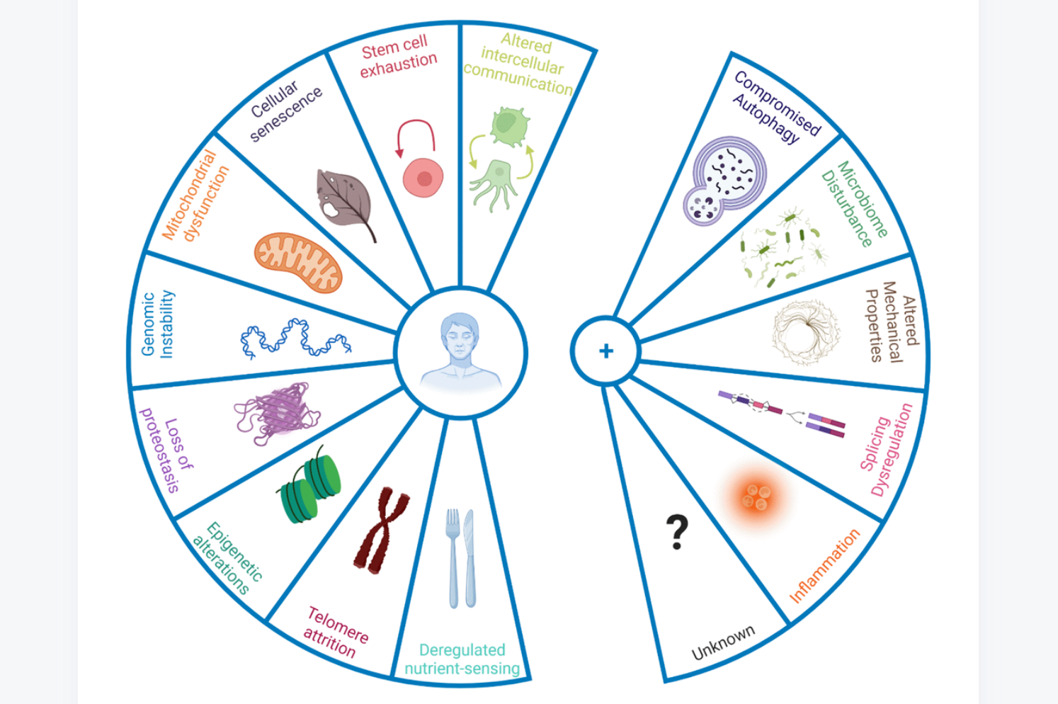 The 2022 “New Hallmarks of Ageing” Research Symposium - Aging (Aging-US ...